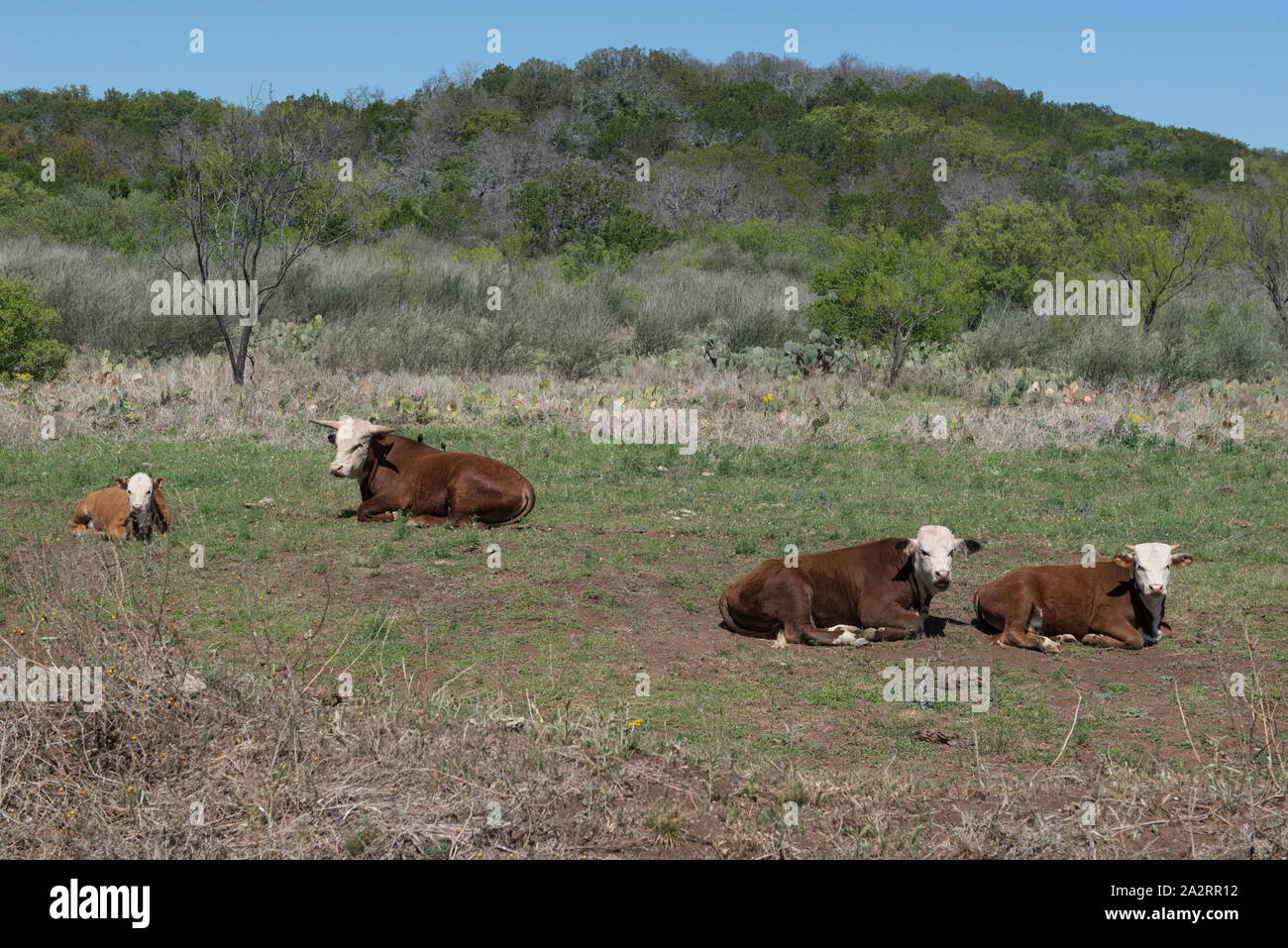 Ranch scene in the Texas Hill Country, near Burnet Stock Photo - Alamy