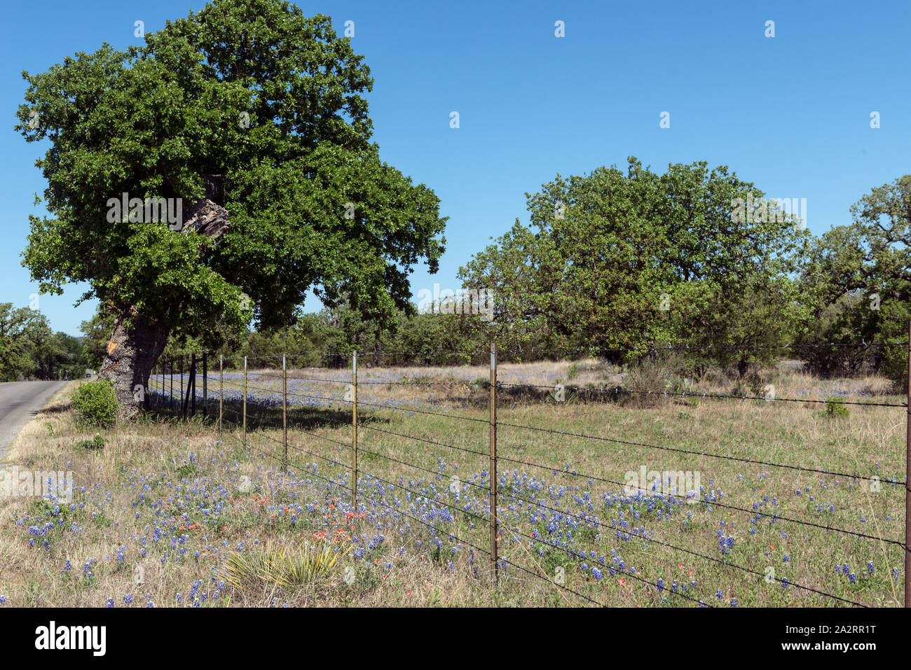 Ranch scene in the Texas Hill Country, near Burnet Stock Photo - Alamy