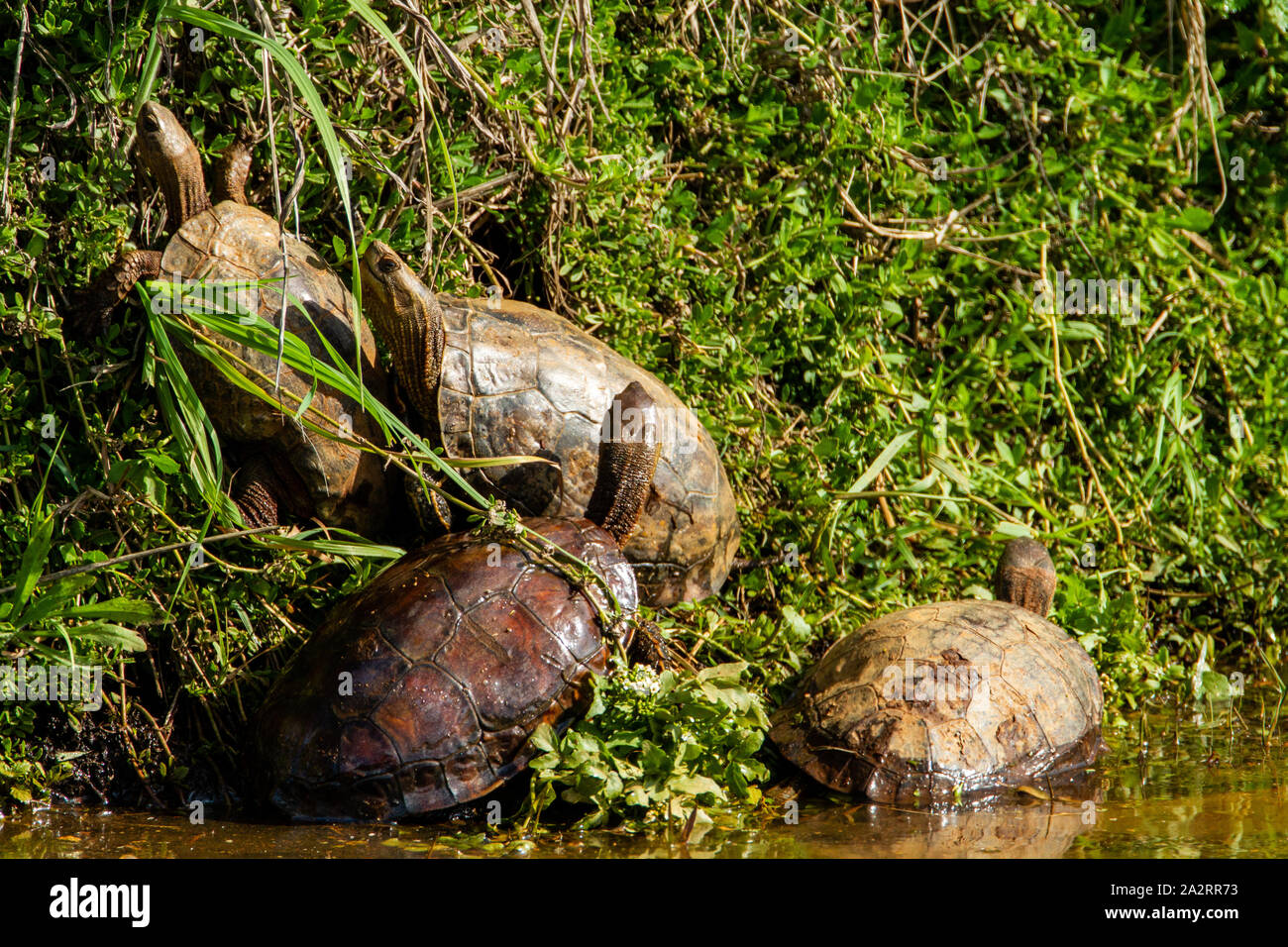 Western Caspian turtle (Mauremys rivulata Stock Photo - Alamy