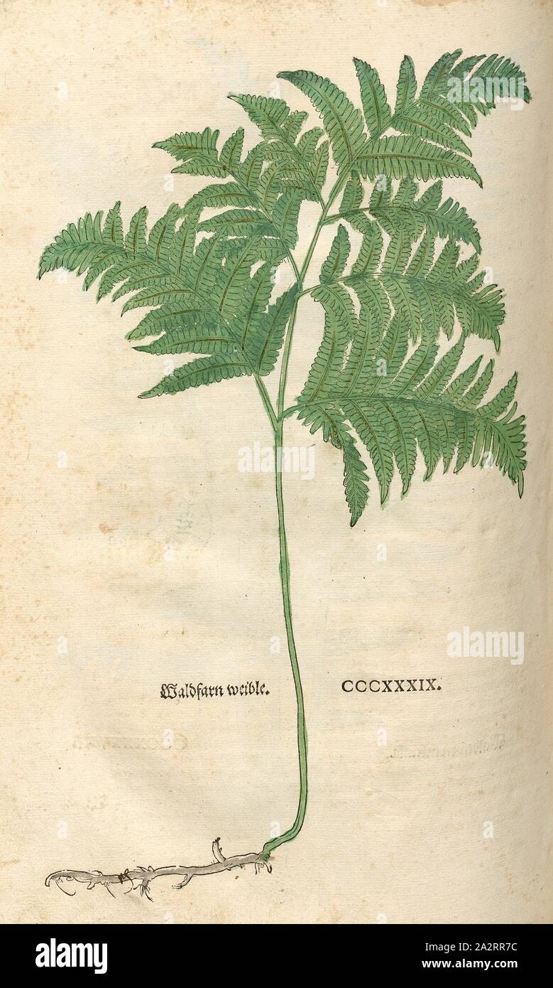 Waldfarn weible hi-res stock photography and images - Alamy