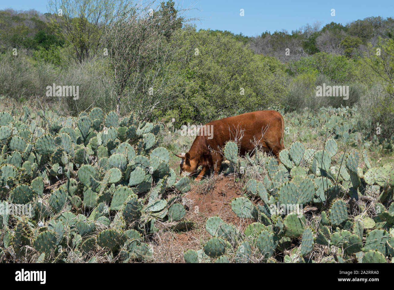 Ranch scene in the Texas Hill Country, near Burnet Stock Photo - Alamy