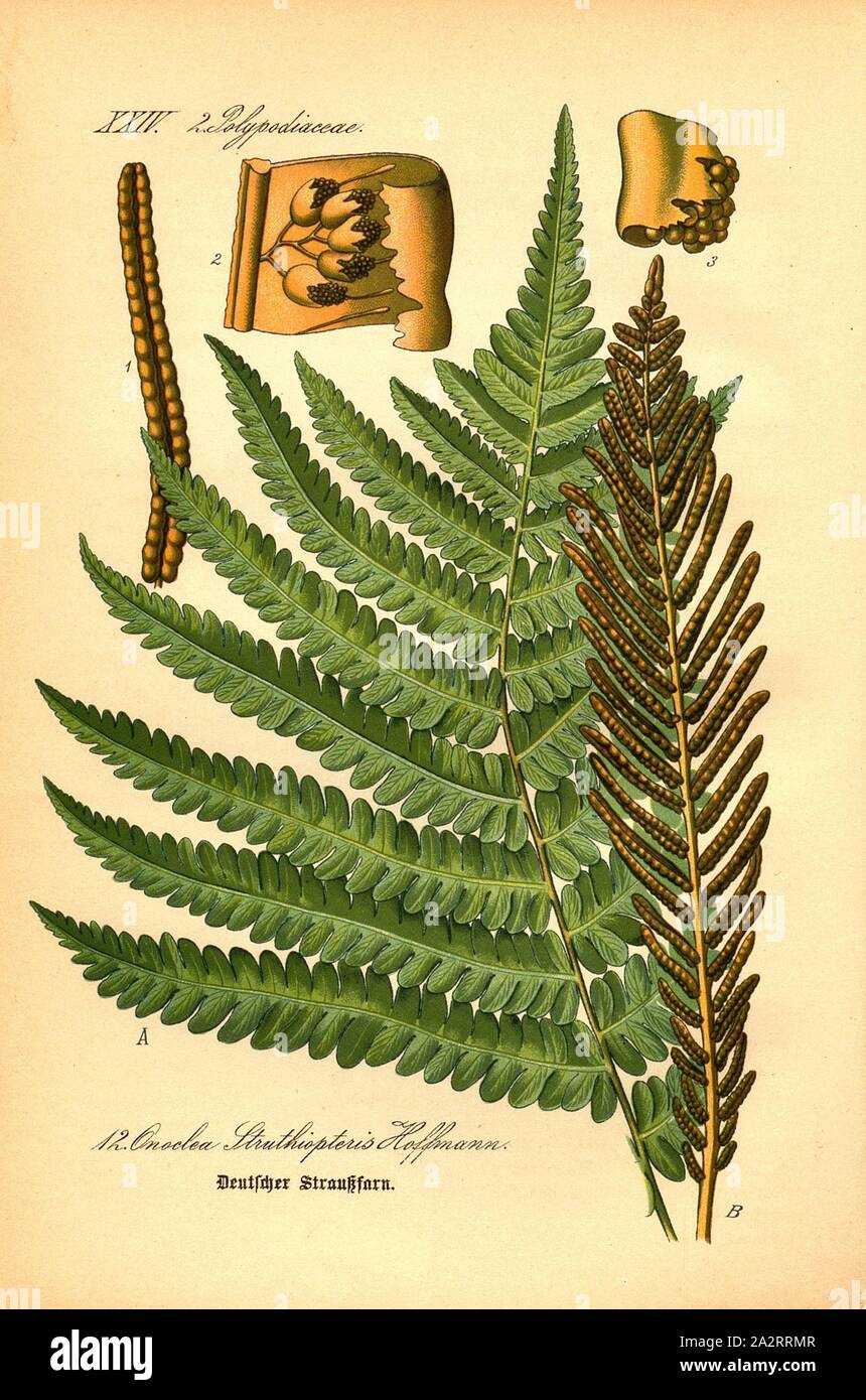German Ostrich Fern, Onoclea Struthiopteris Hoffmann - German Ostrich ...