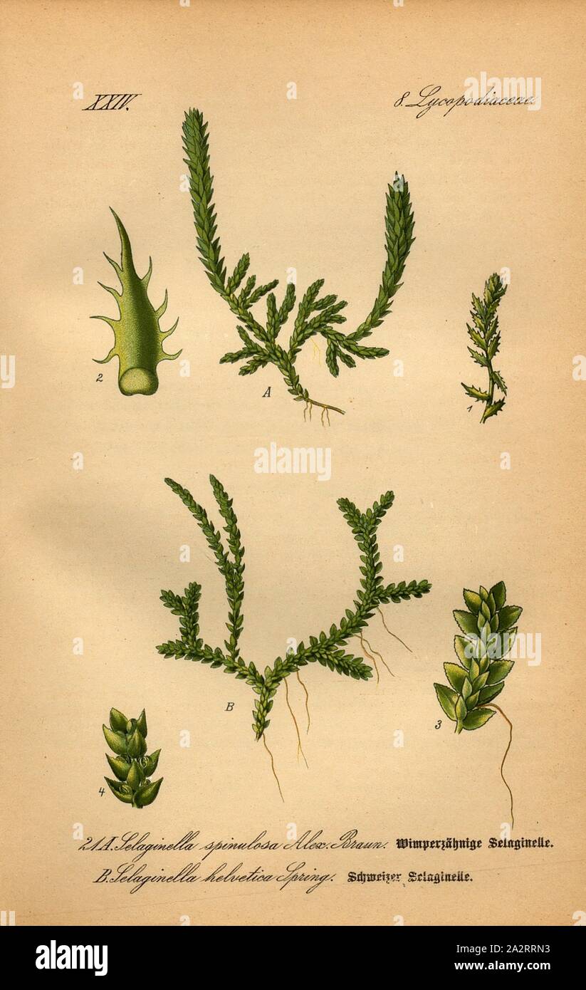 Swiss selaginelle hi-res stock photography and images - Alamy