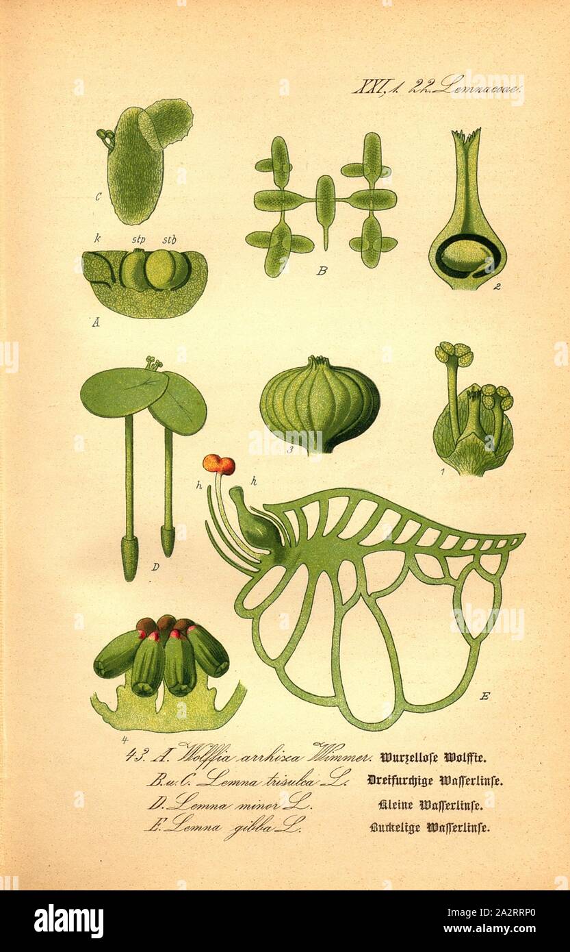Rootless Wolffie, Trifoliate duckweed, Small duckweed and Humpback ...