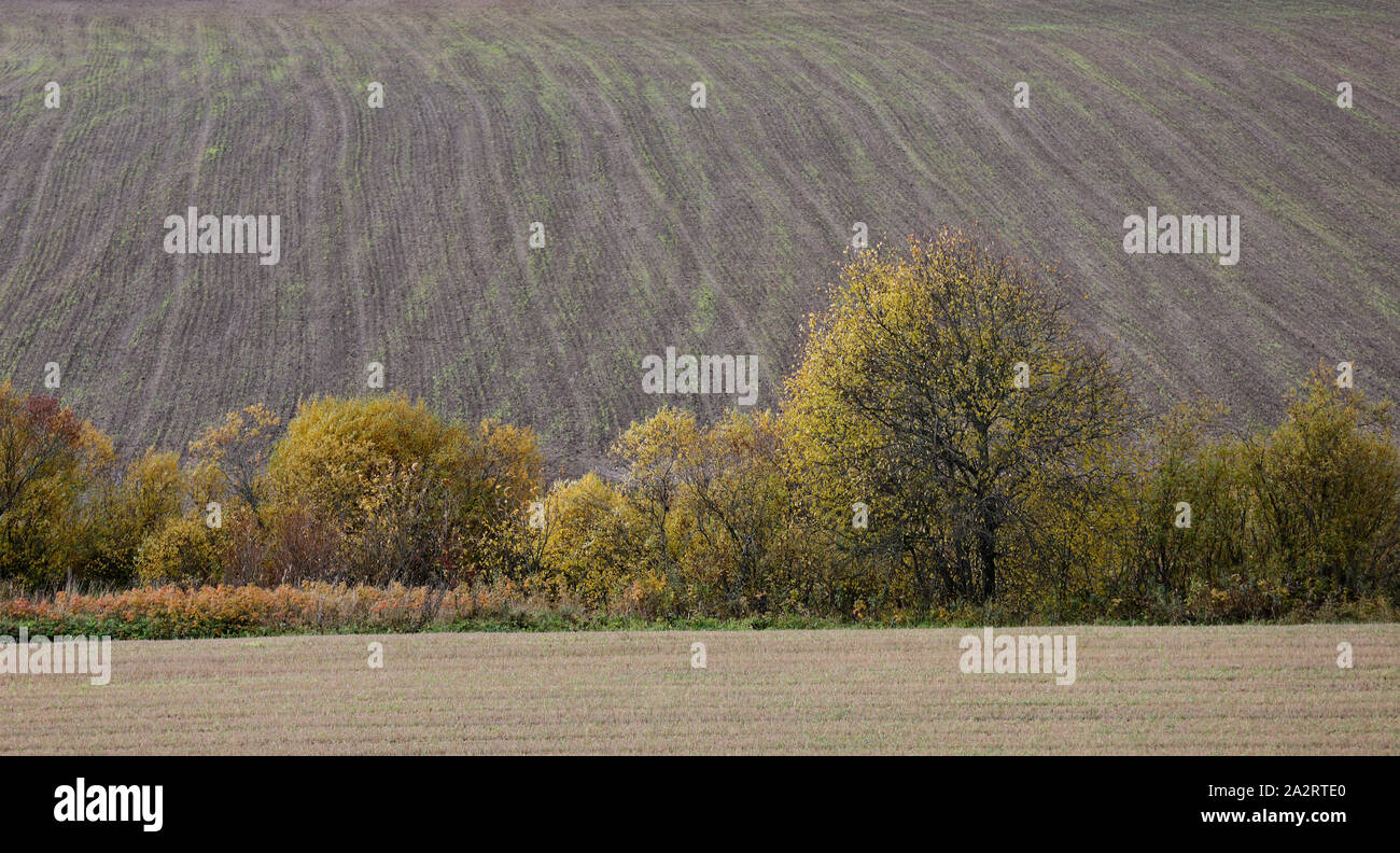 An agricultural field with yellow bushes in low autumn sunlight Stock ...