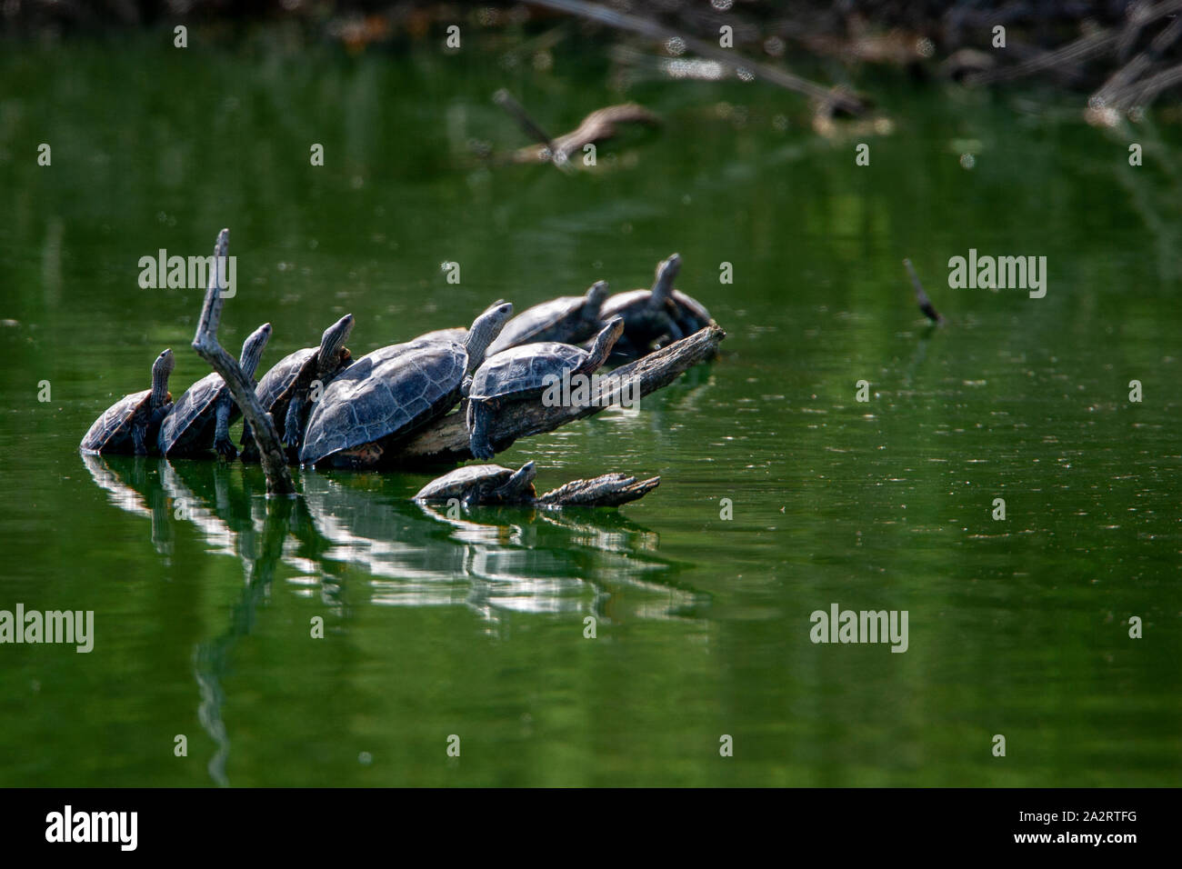 Western Caspian turtle (Mauremys rivulata Stock Photo - Alamy