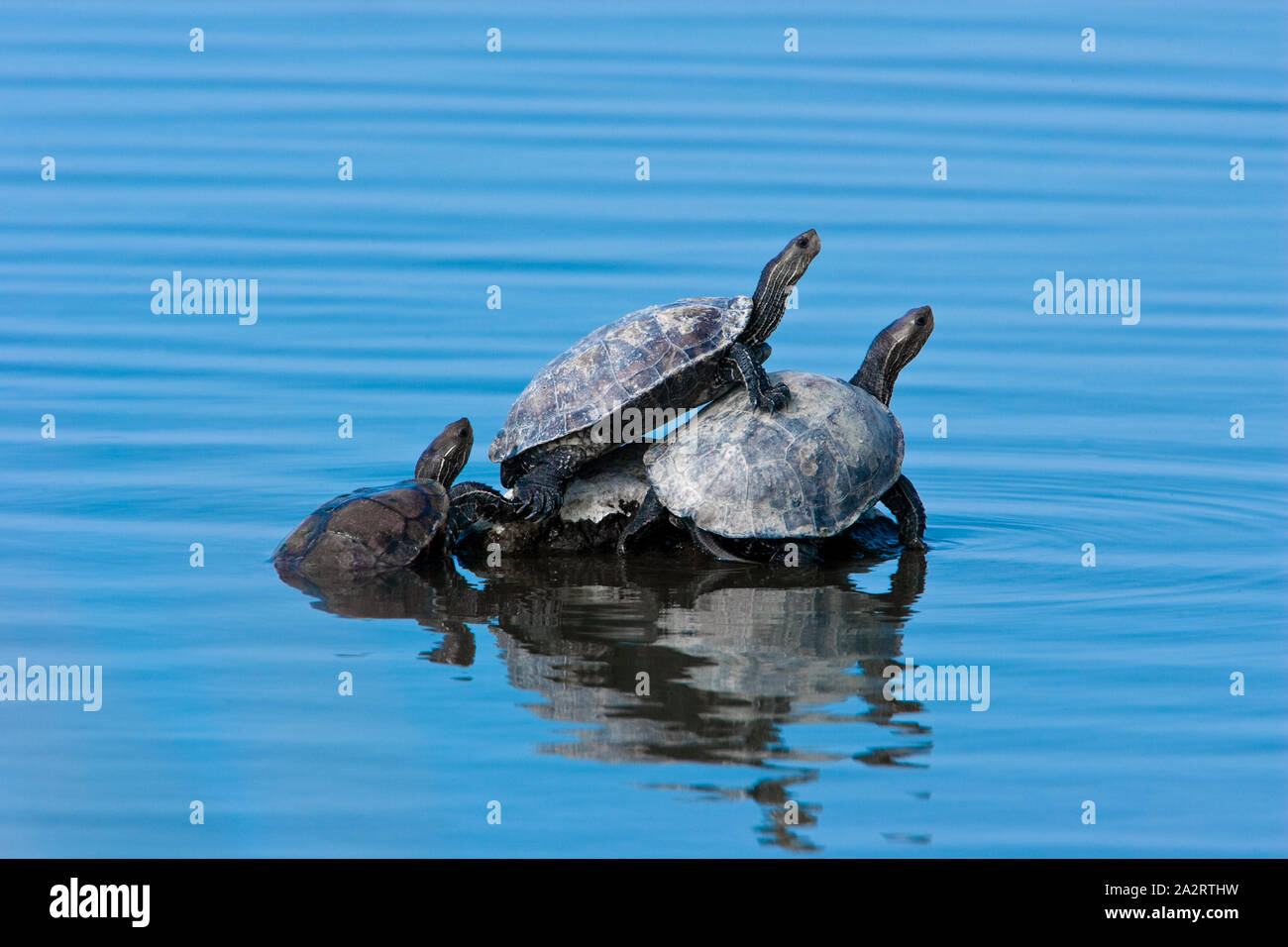 Western Caspian turtle (Mauremys rivulata Stock Photo - Alamy