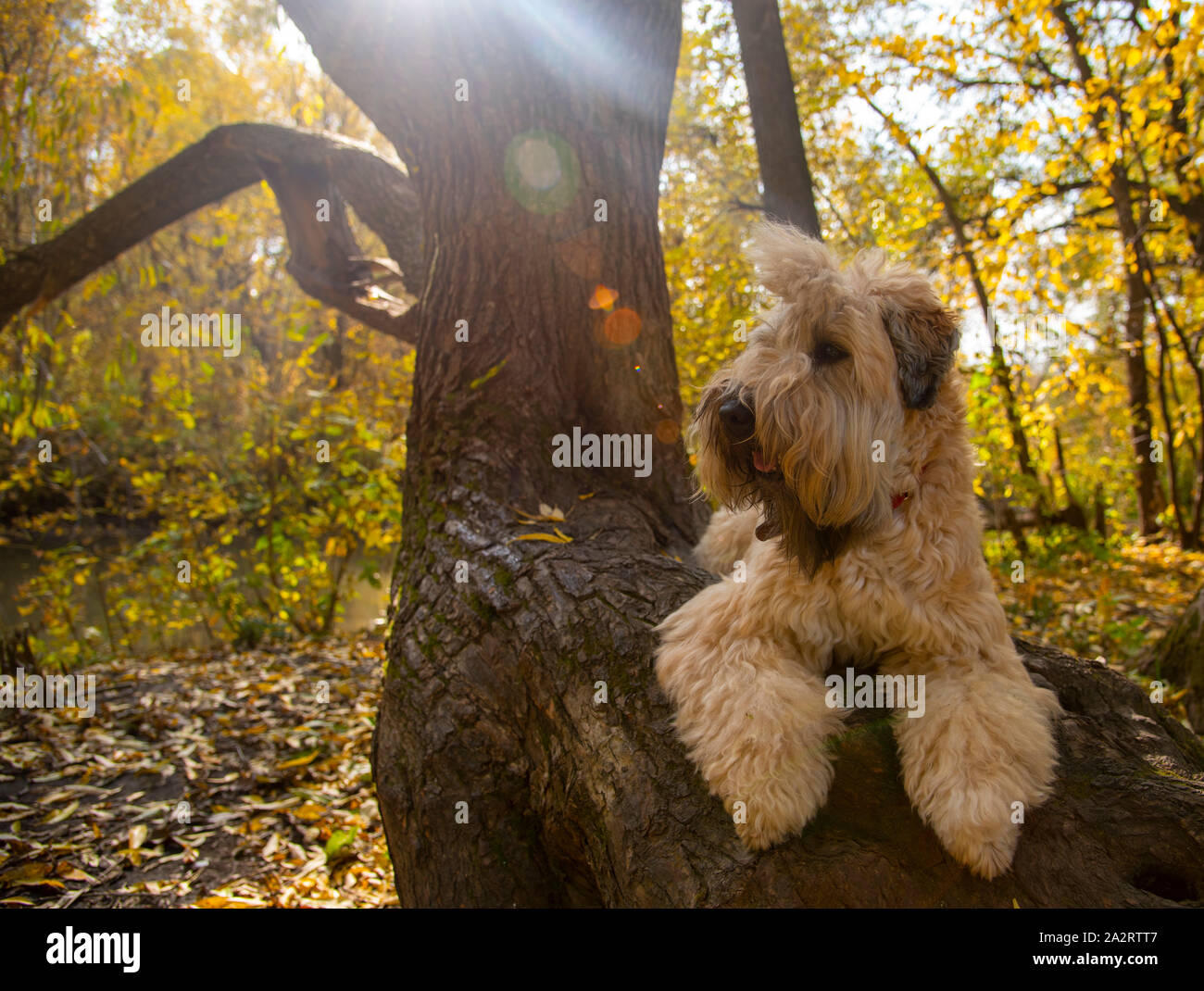 Thick coated dog hi-res stock photography and images - Alamy