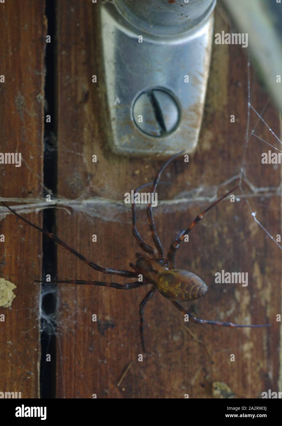 Eight Eyed Spider High Resolution Stock Photography and Images - Alamy