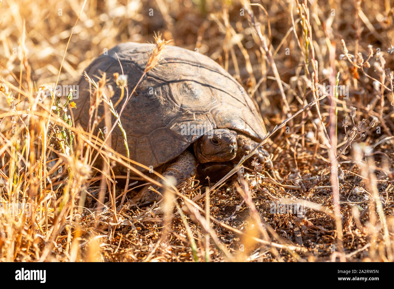 Greek tortoise (Testudo graeca) צב יבשה מצוי Stock Photo - Alamy