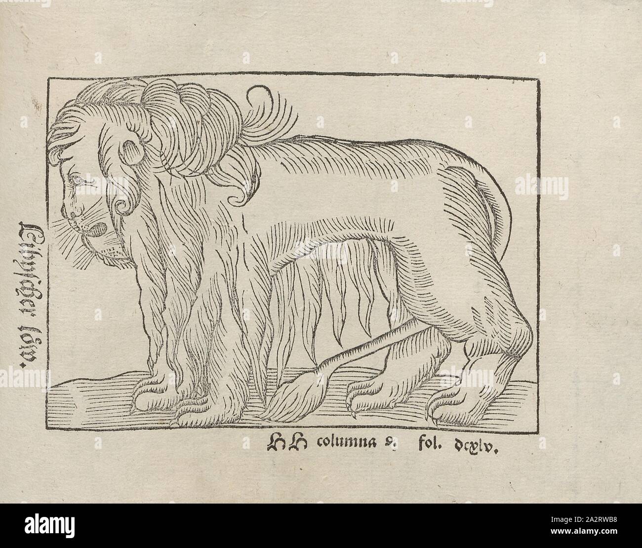 Libyan lion hi-res stock photography and images - Alamy