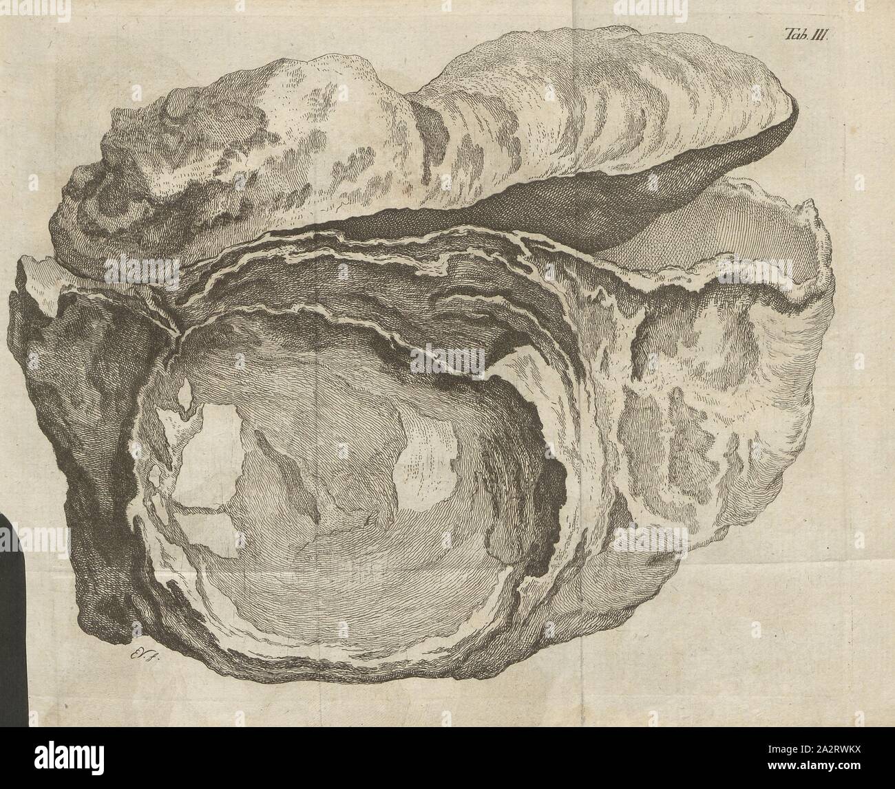 Cosimo collini hi-res stock photography and images - Alamy