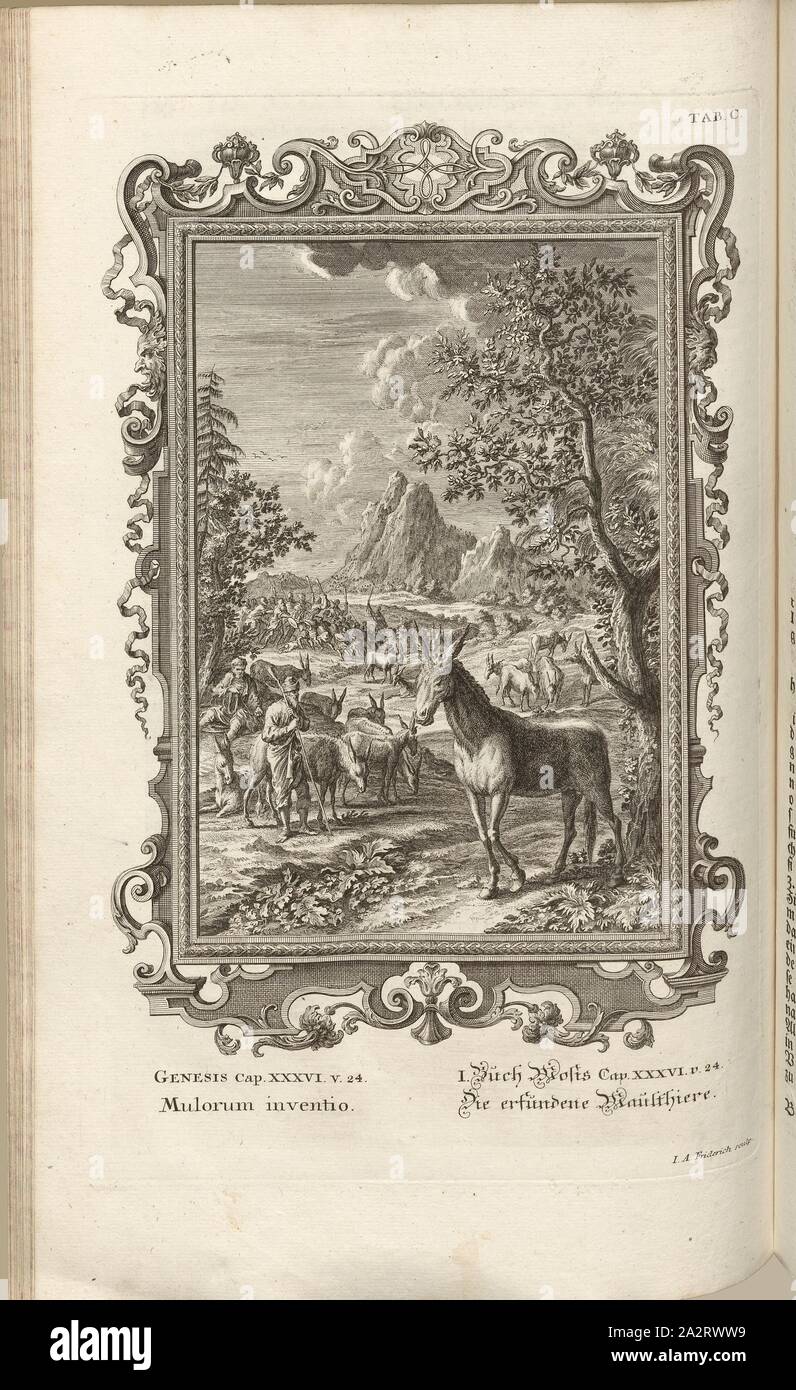 Invented mules hi-res stock photography and images - Alamy