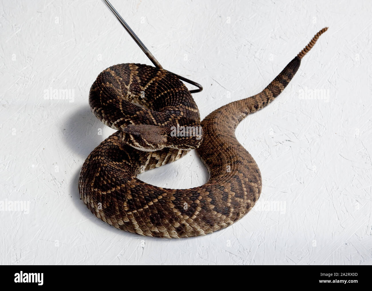 Rattlesnake rodeo hi-res stock photography and images - Alamy