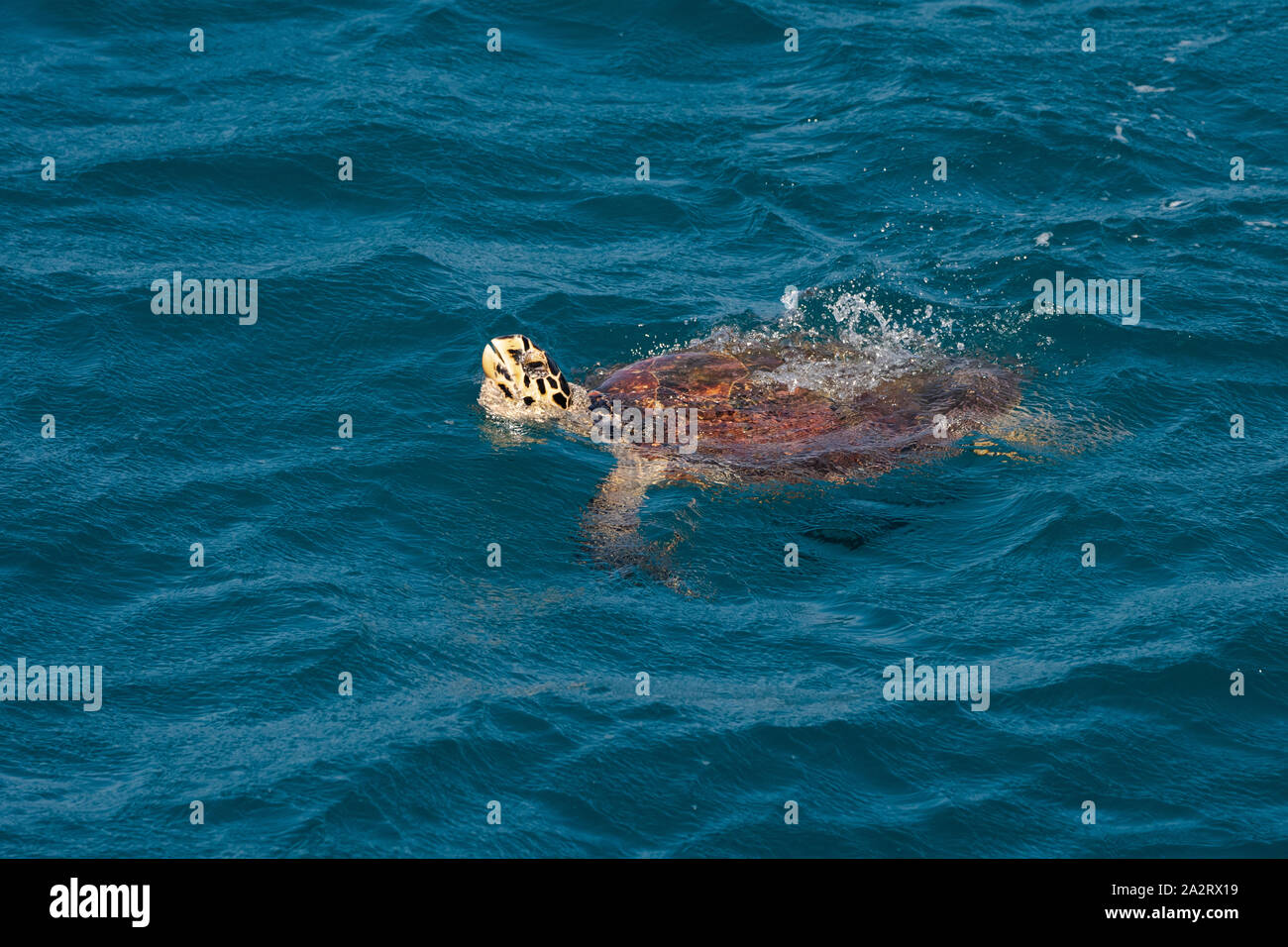 loggerhead sea turtle (Caretta caretta Stock Photo - Alamy