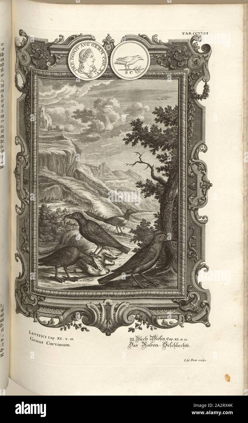 Class corvinum hi-res stock photography and images - Alamy