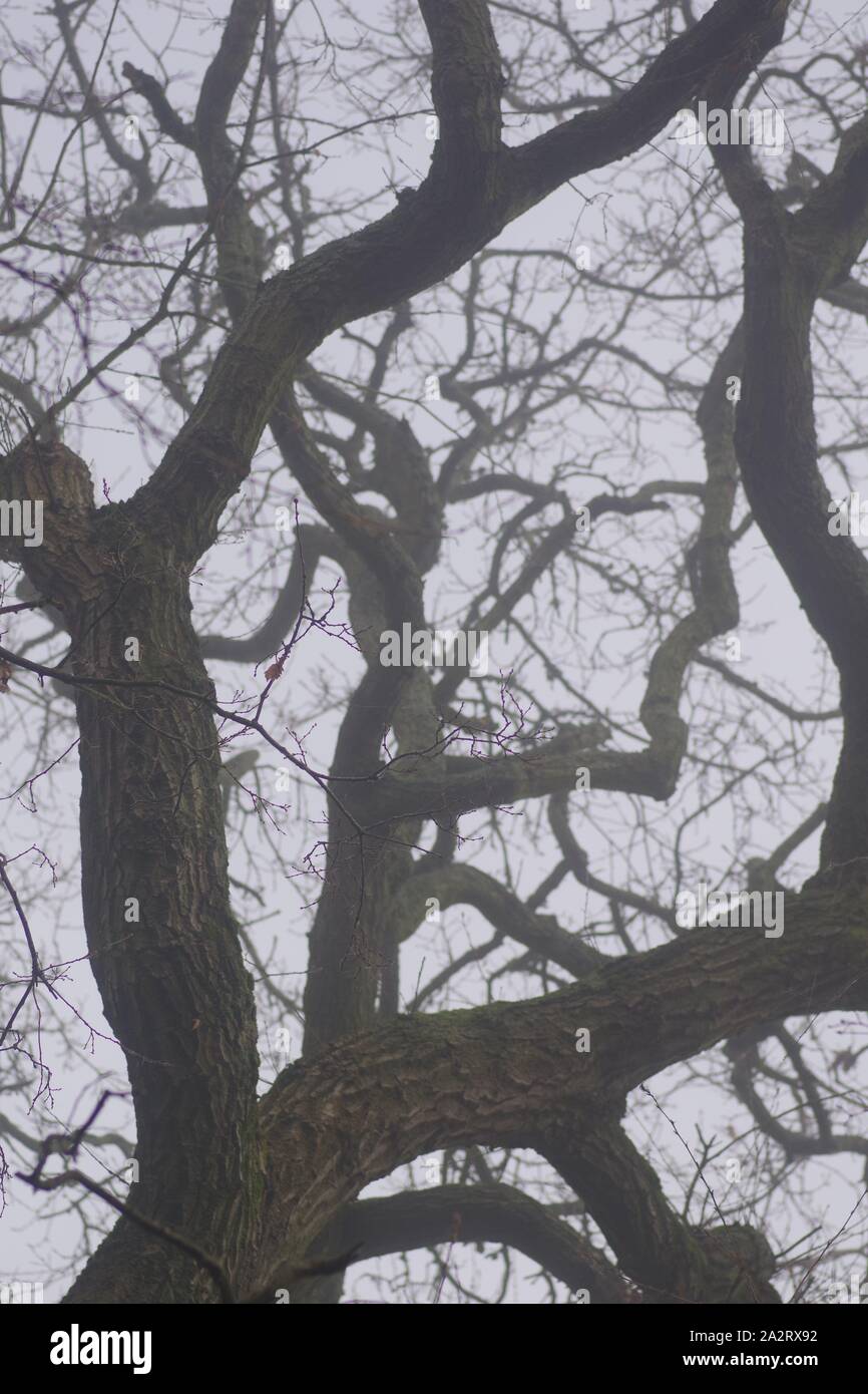 Leafless Branching English Oak Tree (Quercus robur) on a Misty Winters ...