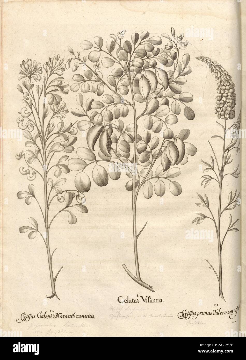 Bladder clover hi-res stock photography and images - Alamy