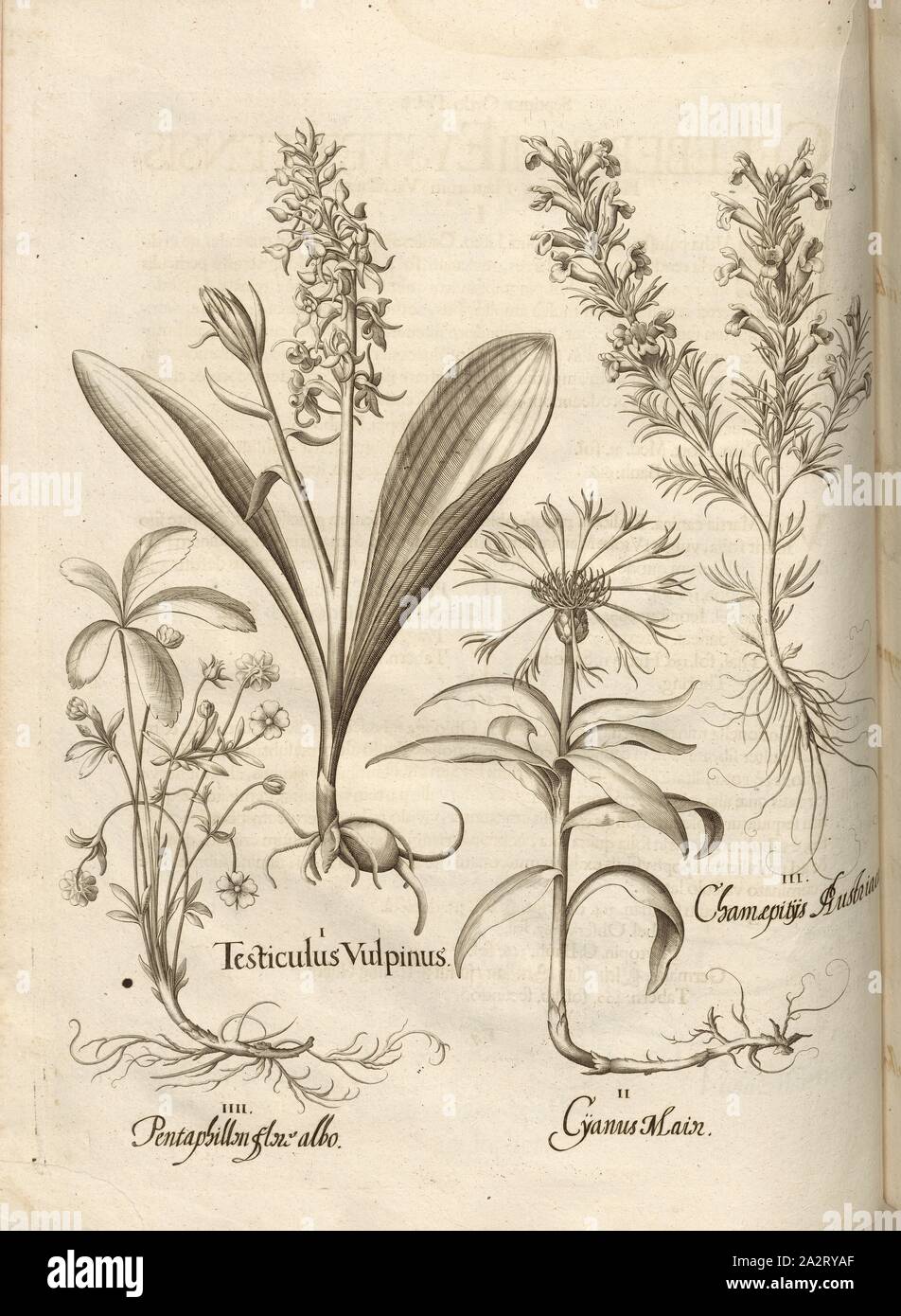 Testiculus Vulpinus, Chamaepitys Austriaca, Pentaphyllon white flower ...