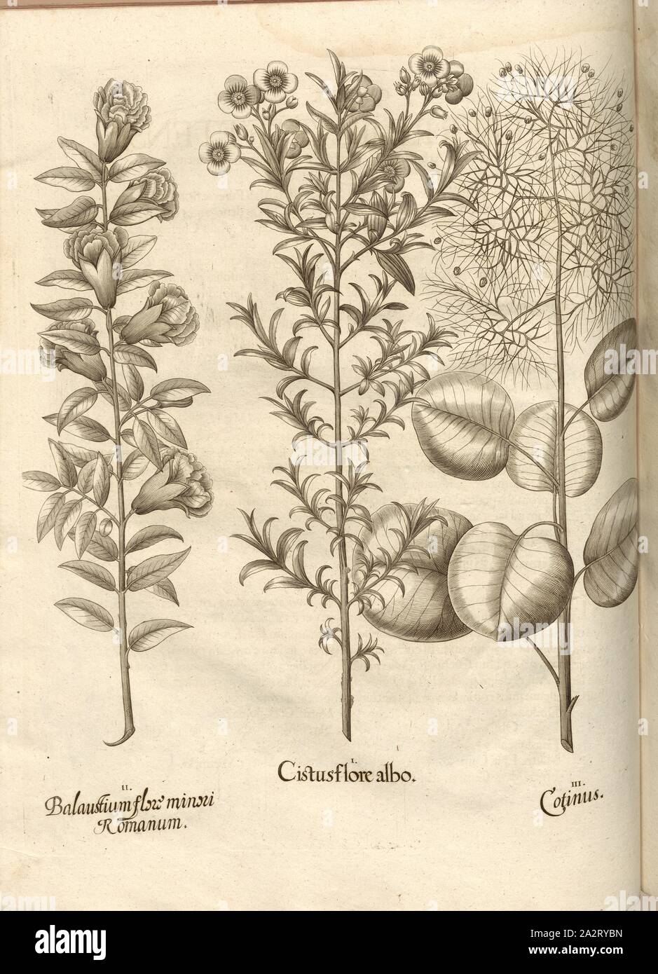 Roman dorum hi-res stock photography and images - Alamy