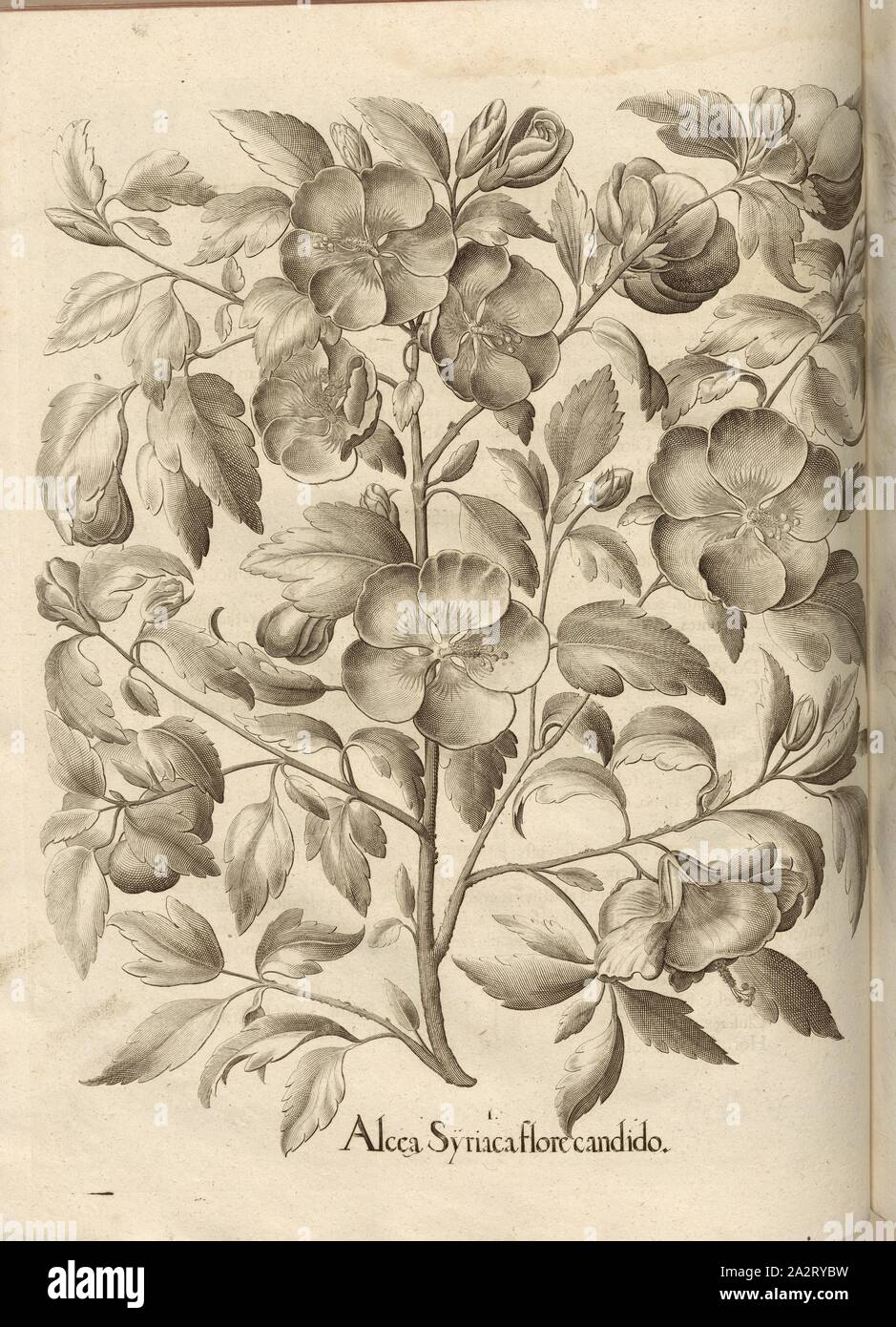 Basilius besler hi-res stock photography and images - Alamy