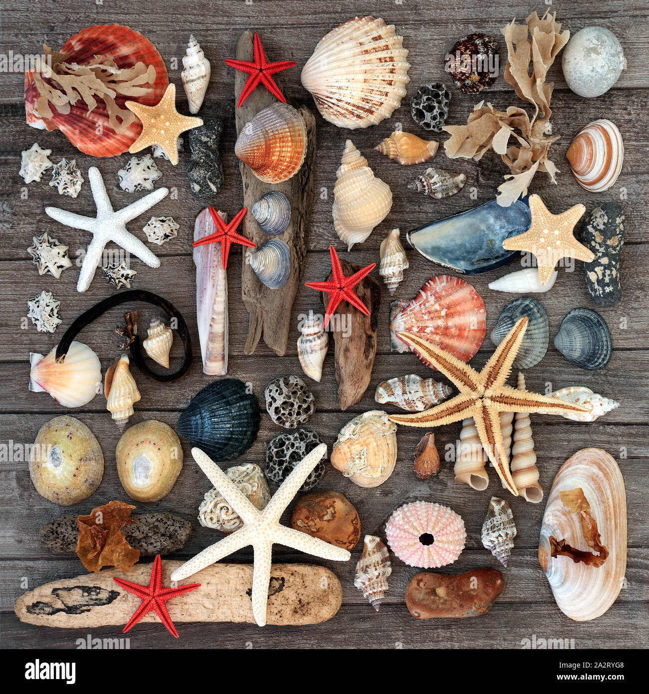 Driftwood, seashells, pebbles and seaweed abstract background on rustic ...