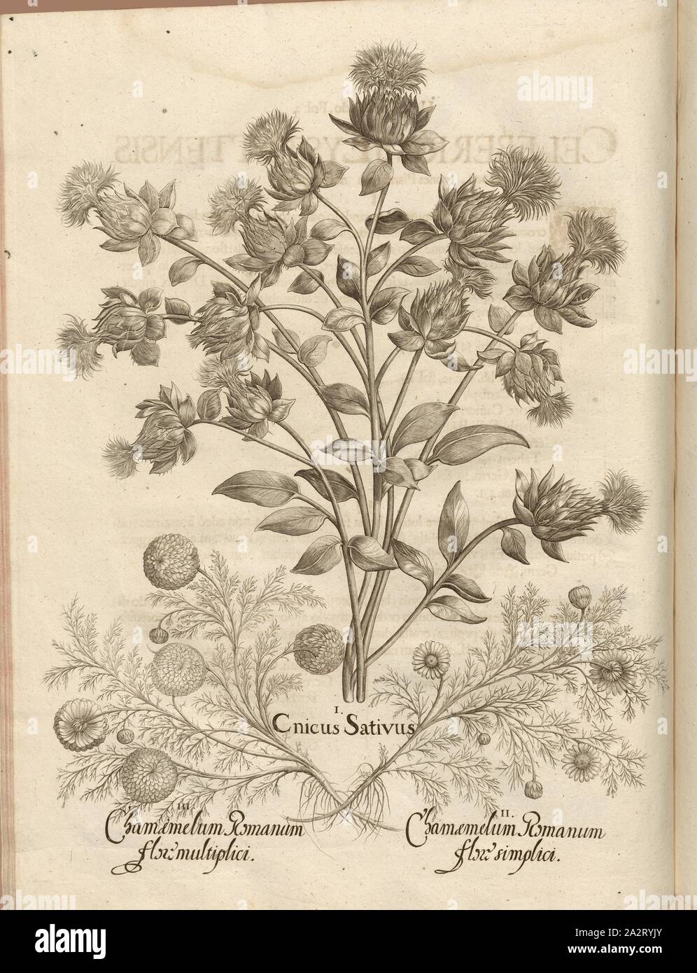 Cnicus sativus hi-res stock photography and images - Alamy