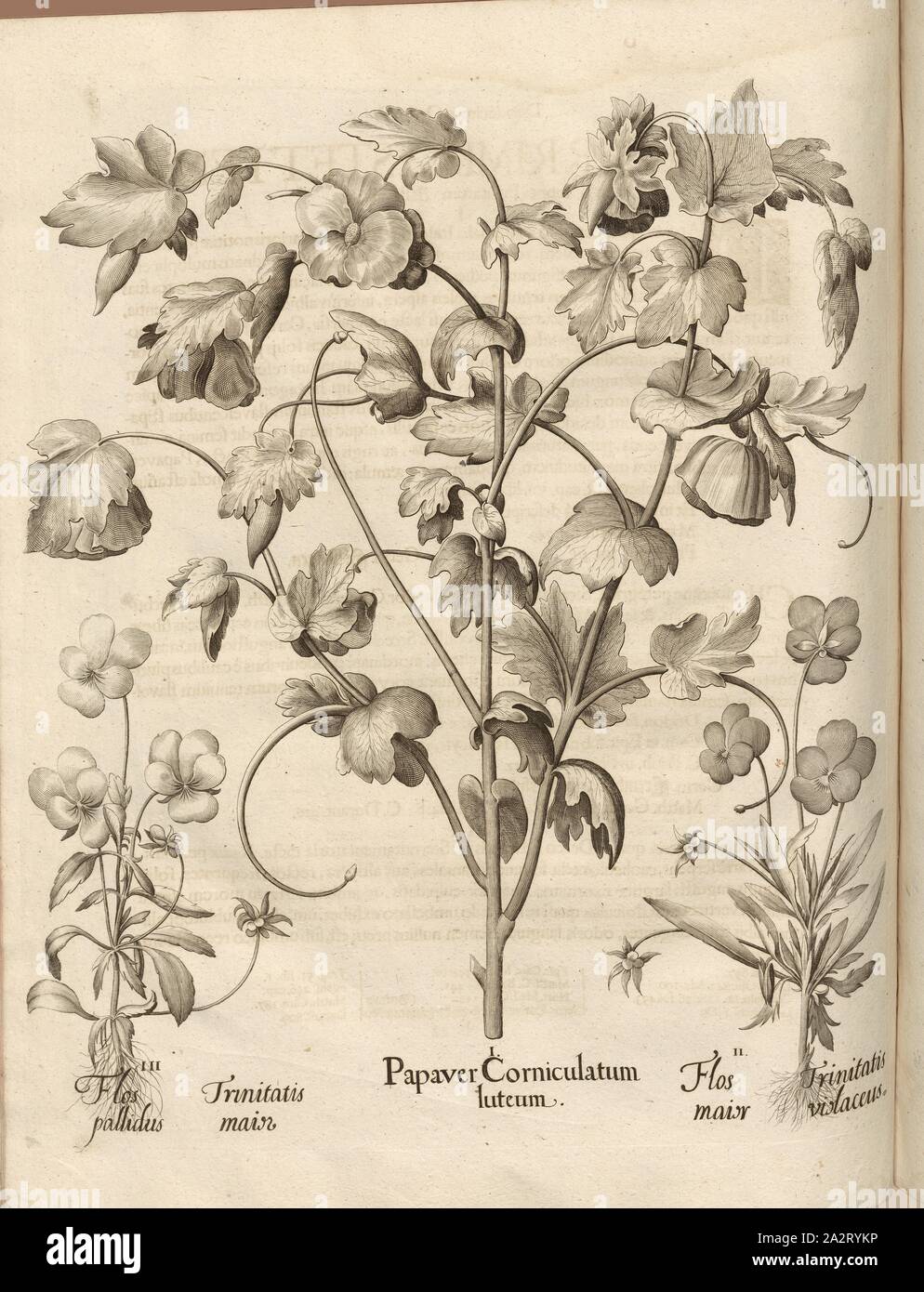 Purple flower bigger trinity hi-res stock photography and images - Alamy