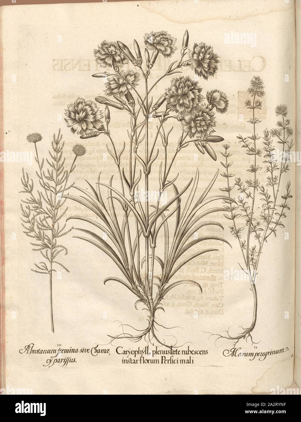 Chamae cyparissus hi-res stock photography and images - Alamy