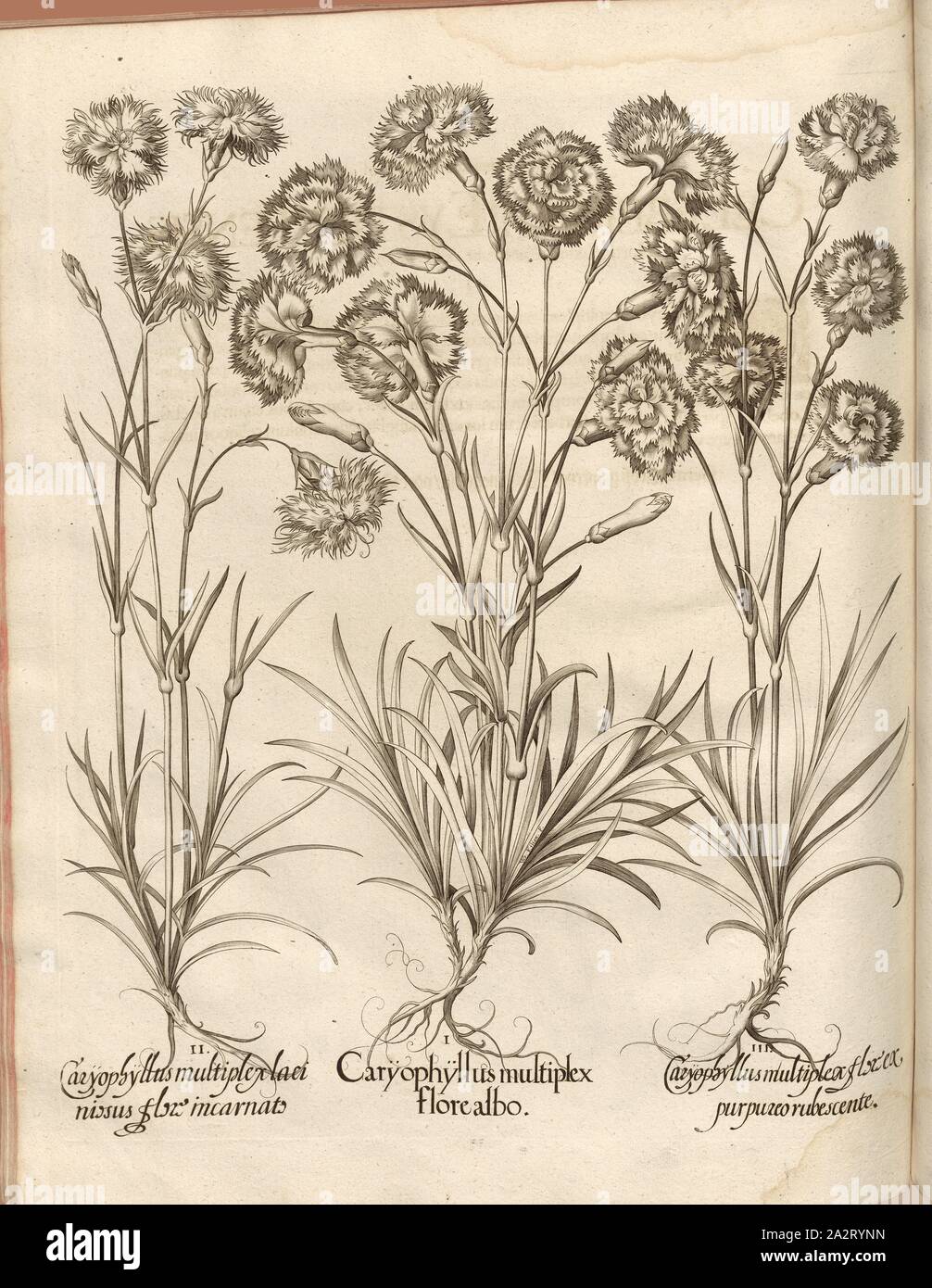 Purple reddish caryophyllus manifold hi-res stock photography and ...