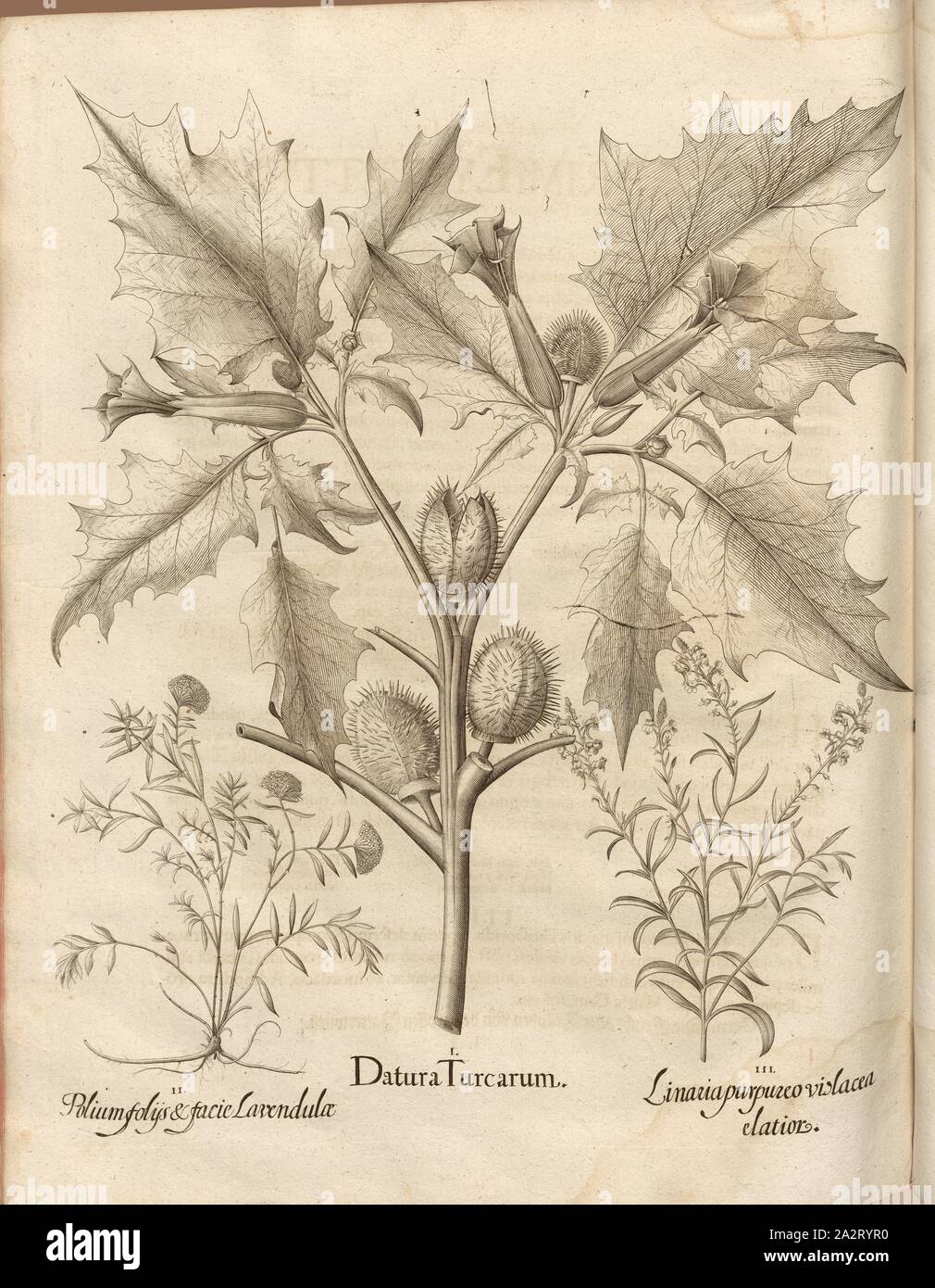 Folijs hi-res stock photography and images - Alamy