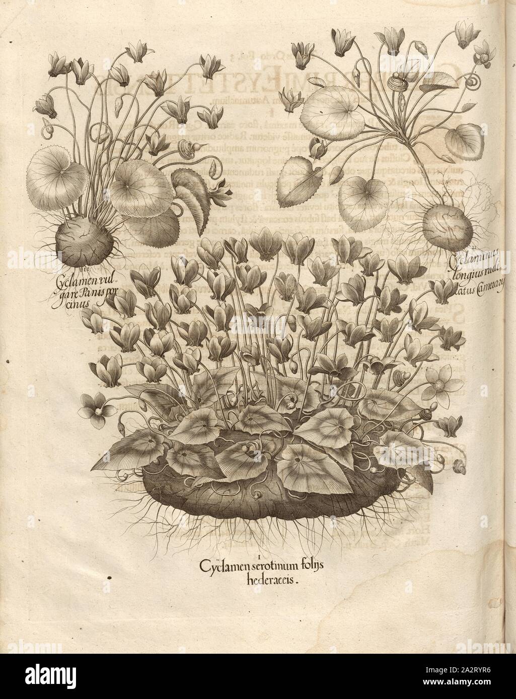 Folijs hederaceae hi-res stock photography and images - Alamy