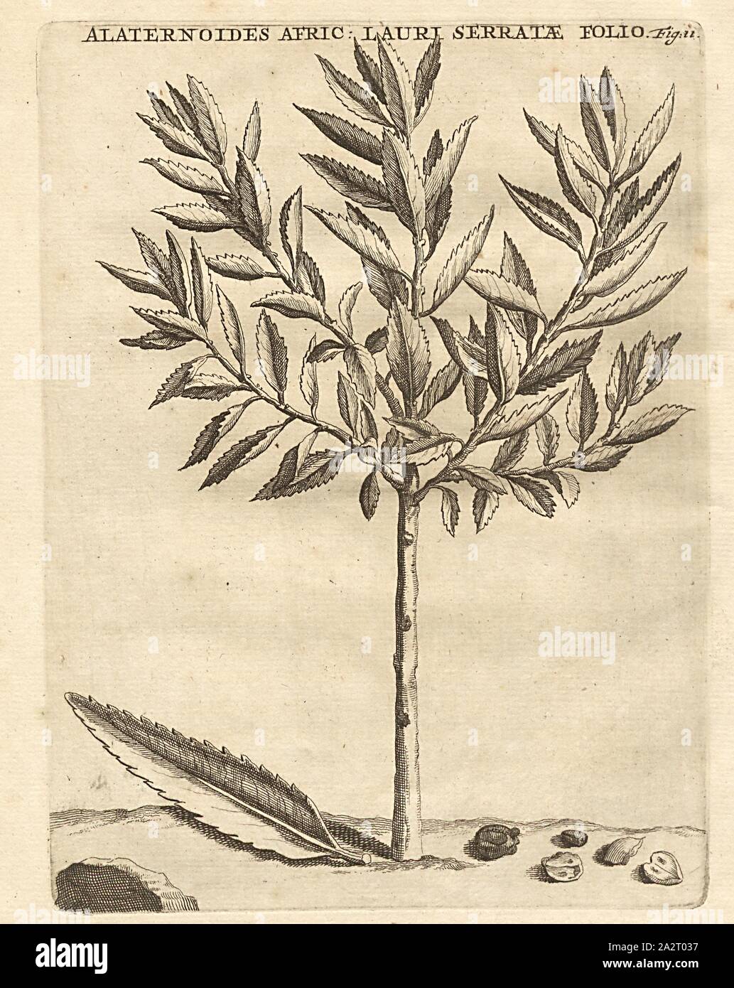 Laurel fig hi-res stock photography and images - Alamy