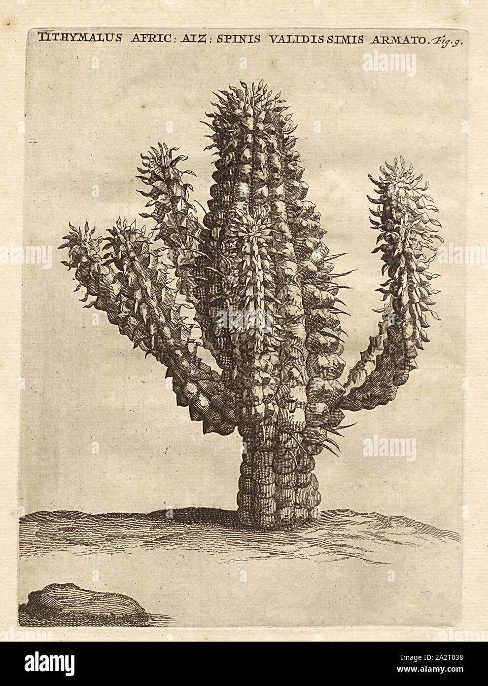 Aizoides african spurge hi-res stock photography and images - Alamy