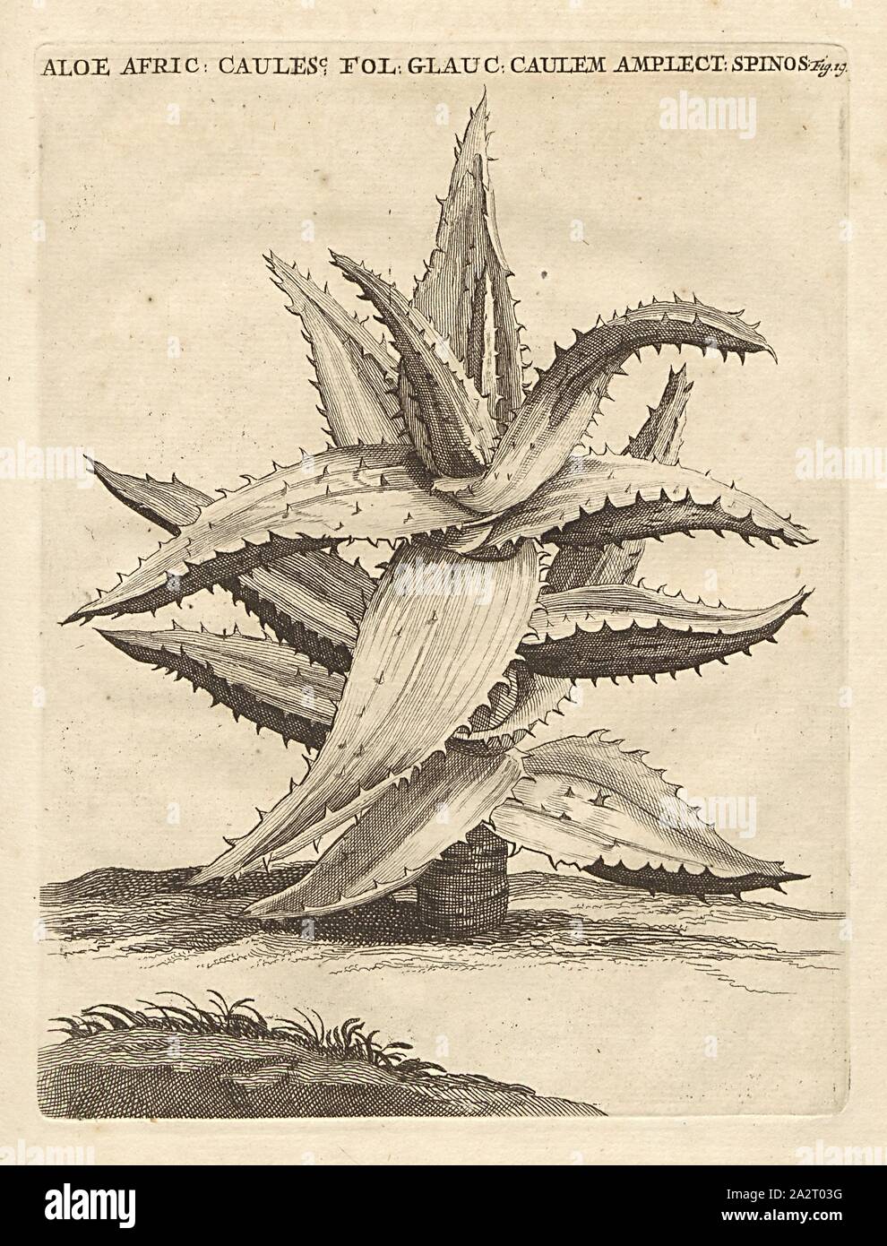 Aloe ferox mill hi-res stock photography and images - Alamy