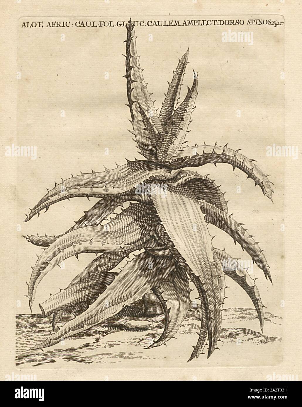 Caulescent african aloe leaves hi-res stock photography and images - Alamy