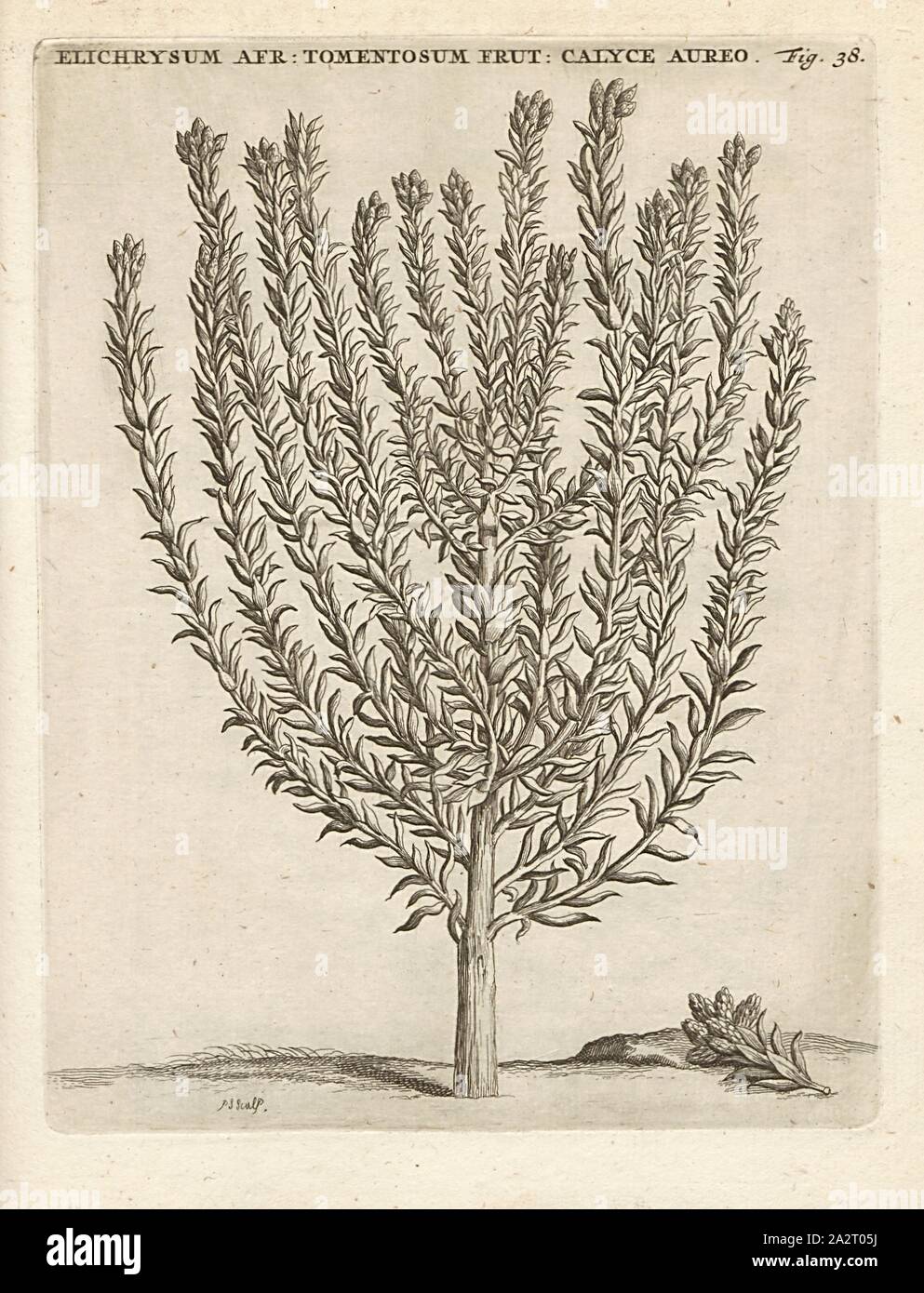 Elichrysum hi-res stock photography and images - Alamy