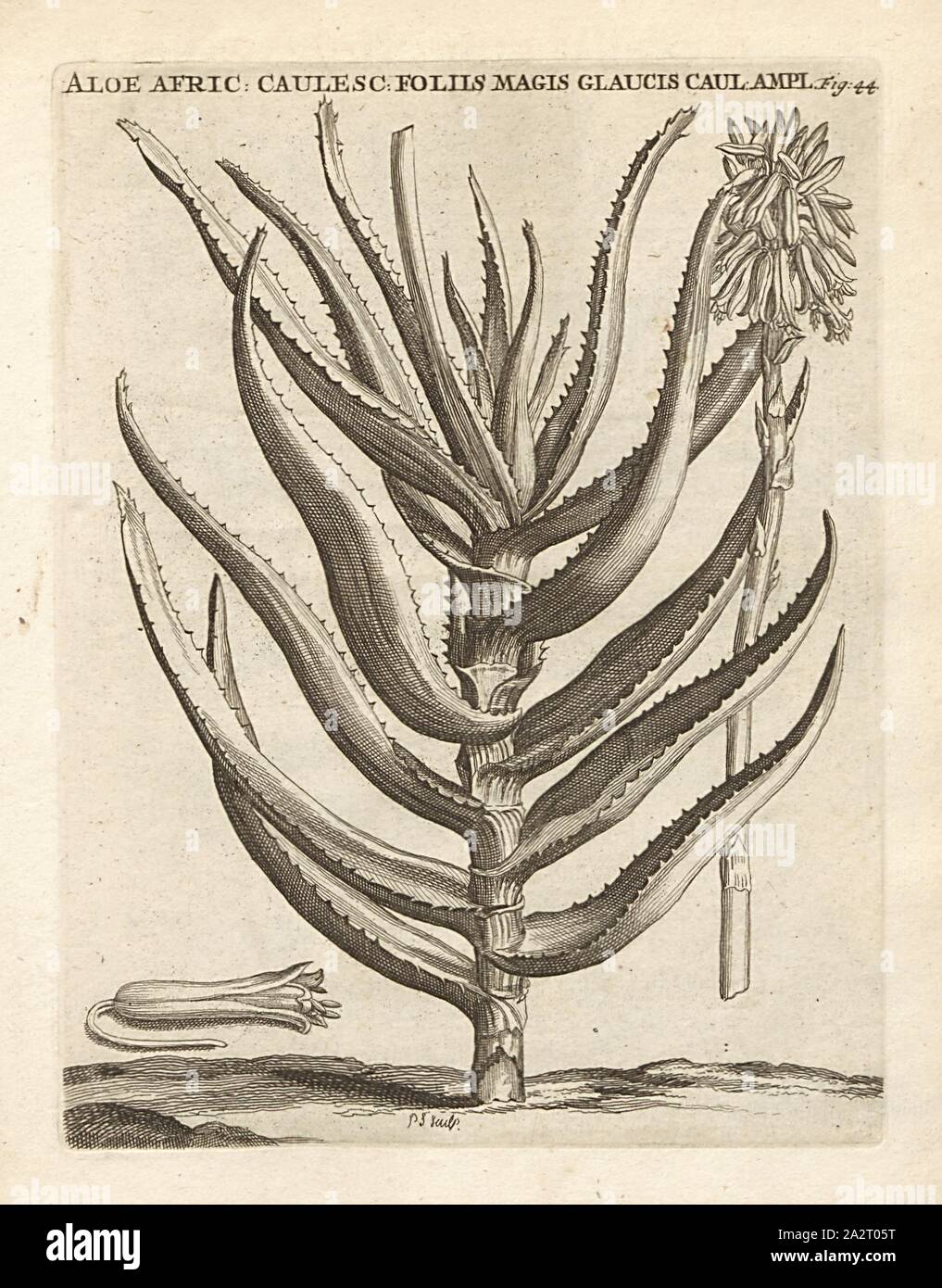 Caulescent african aloe leaves hi-res stock photography and images - Alamy