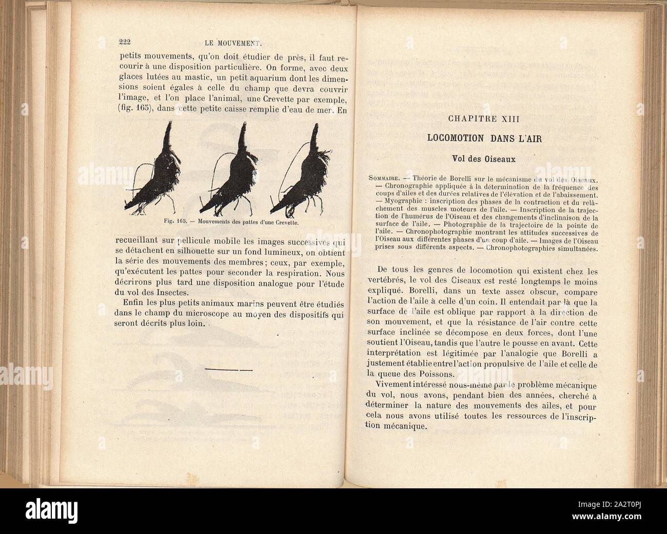 Movements of the legs of a shrimp, Chronophotography, locomotion of a ...