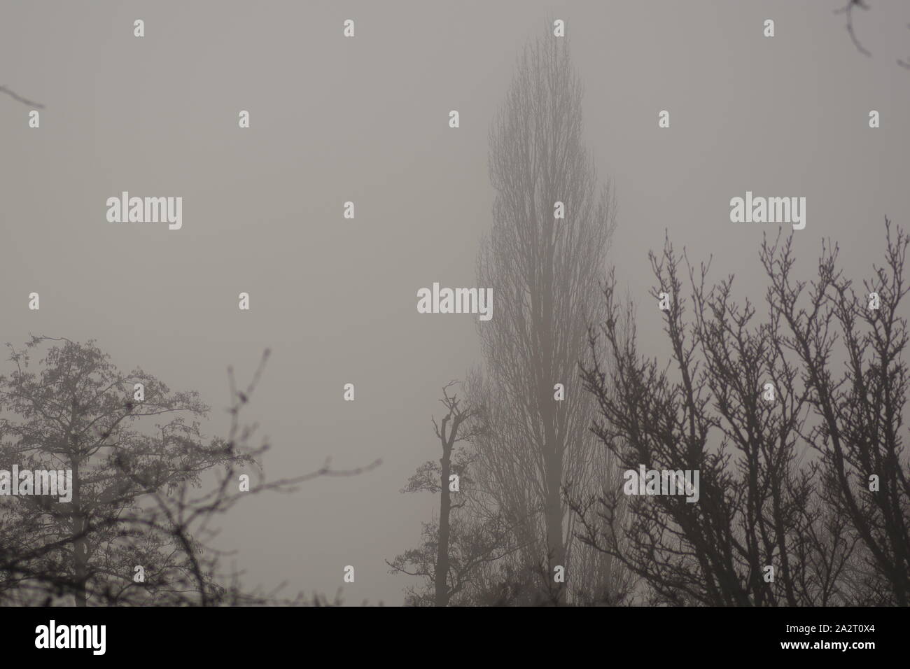 Silhouetted Trees on a Misty Winters Day, Black Poplar and Alder ...