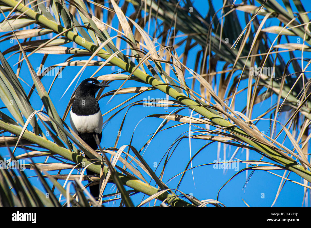 Pica Pica Mauritanica High Resolution Stock Photography and Images - Alamy