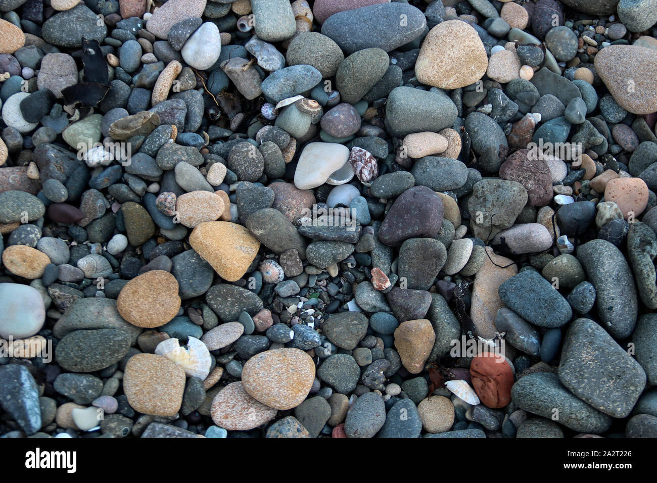 Stones pebbles and sea shells on a coastal beach Stock Photo - Alamy