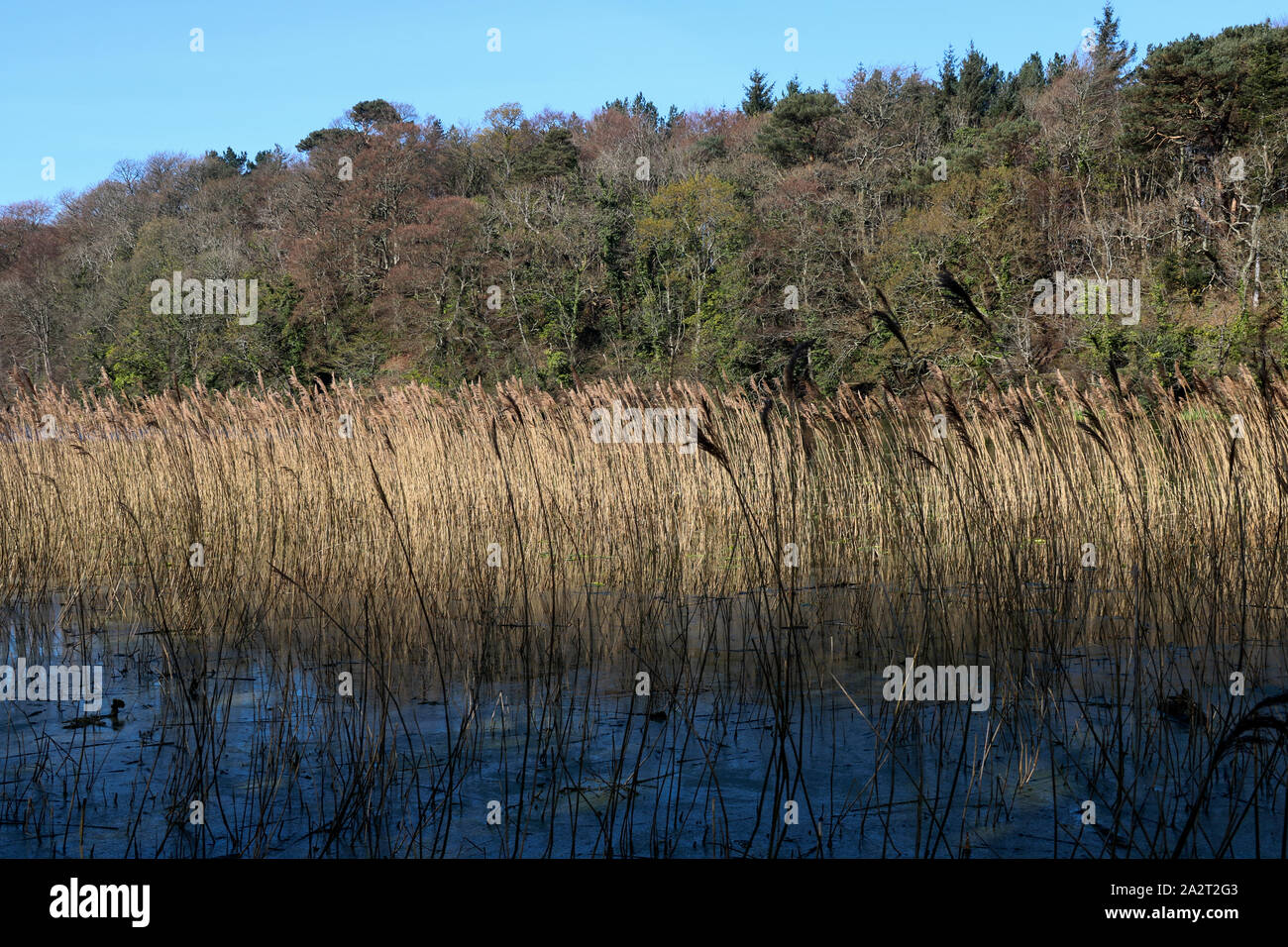 Tall grass and reeds at the banks of a Scottish loch Stock Photo - Alamy
