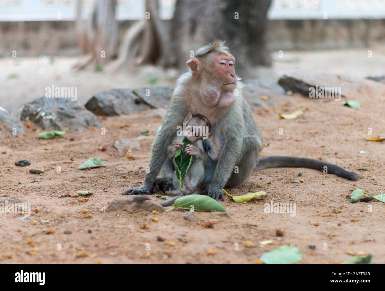 Baby monkey animal tasting a green leaf while being protected by its ...