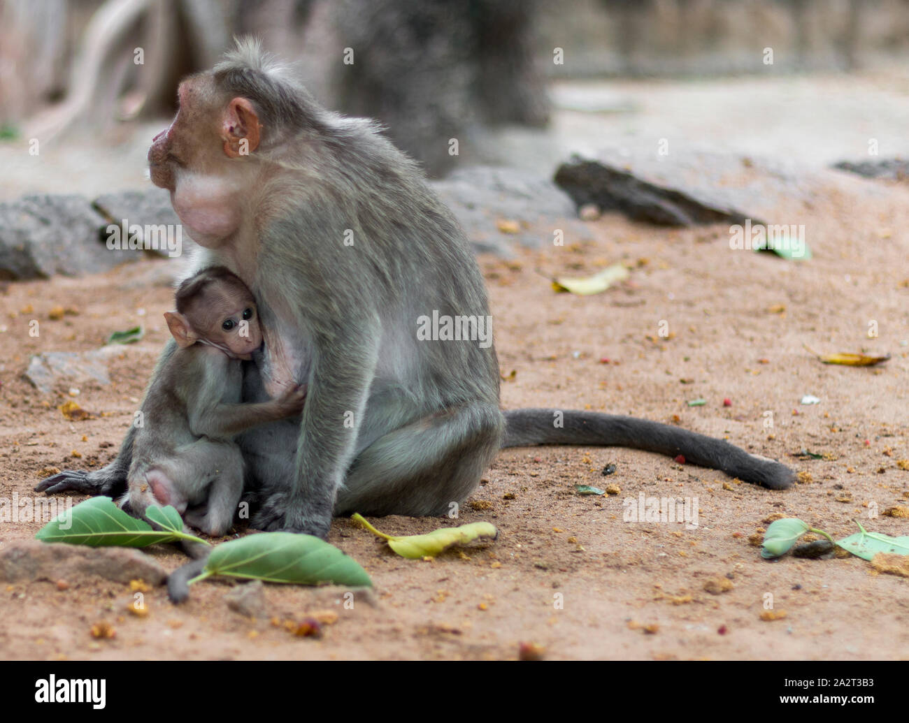 Baby monkey animal breastfeeding while being protected by its mother ...