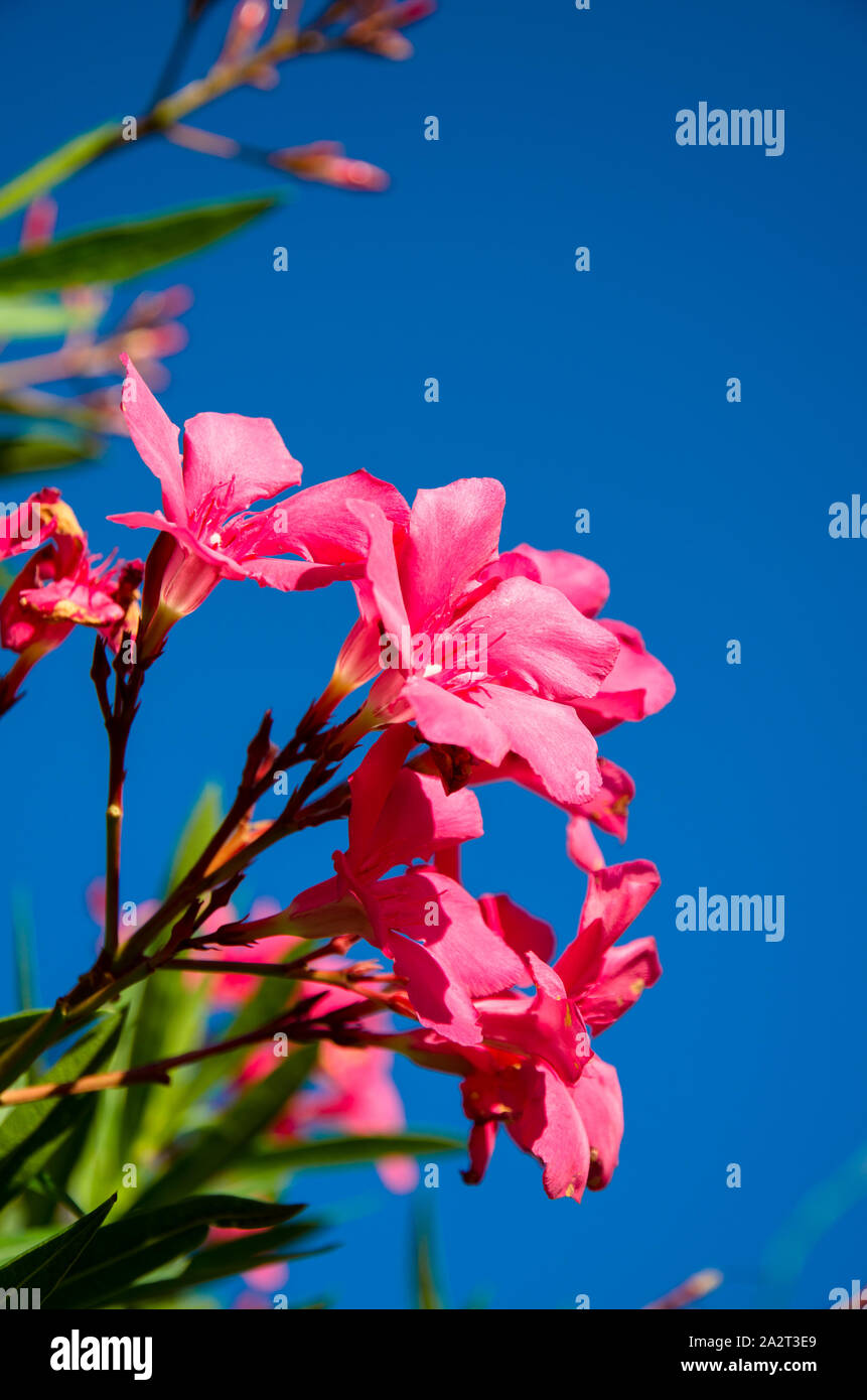 Oleander flower hi-res stock photography and images - Alamy