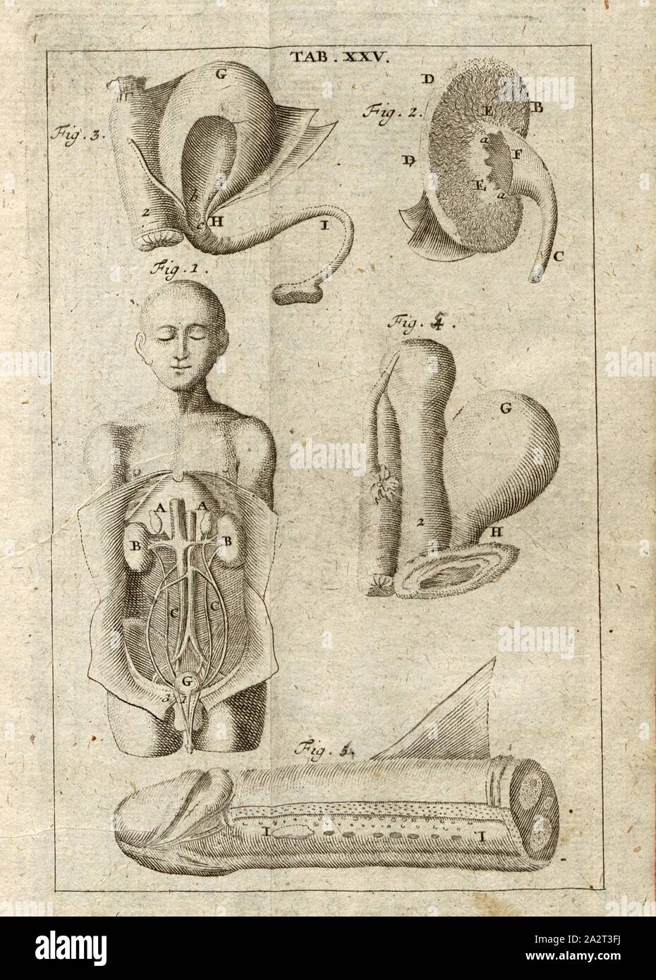 Anatomische hi-res stock photography and images - Alamy