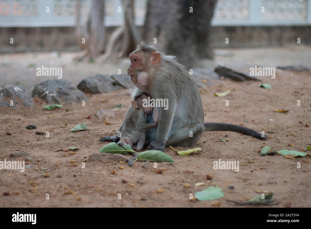 Baby monkey animal breastfeeding while being protected by its mother ...