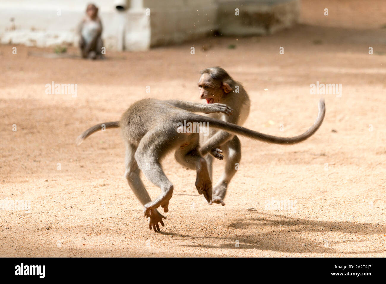 two young juvenile monkeys plying fight, jumping, biting on a dirt ...