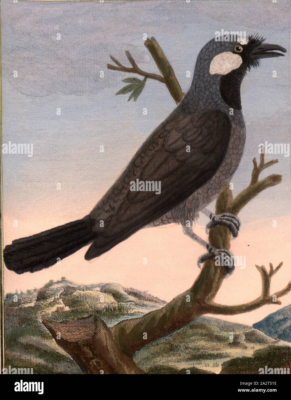 Jay little High Resolution Stock Photography and Images - Alamy